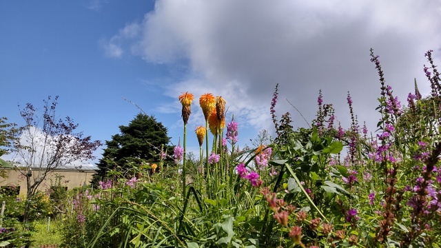 おはようございまーーーす、あさでーーーす。: きょうはなにしよ